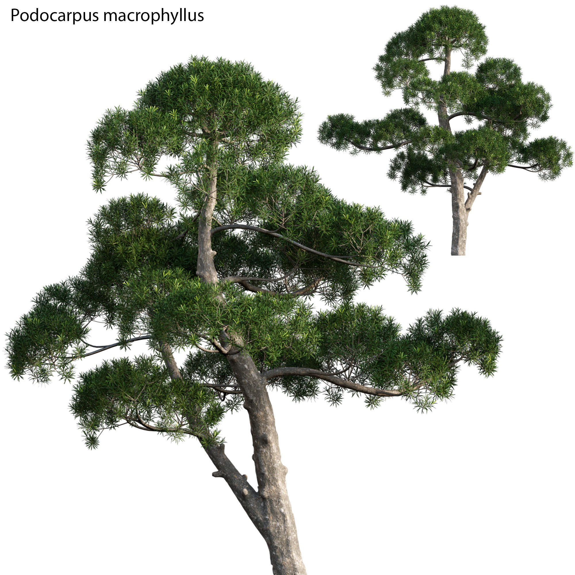 Podocarpus macrophyllus - yew plum pine 04 3D model | CGTrader