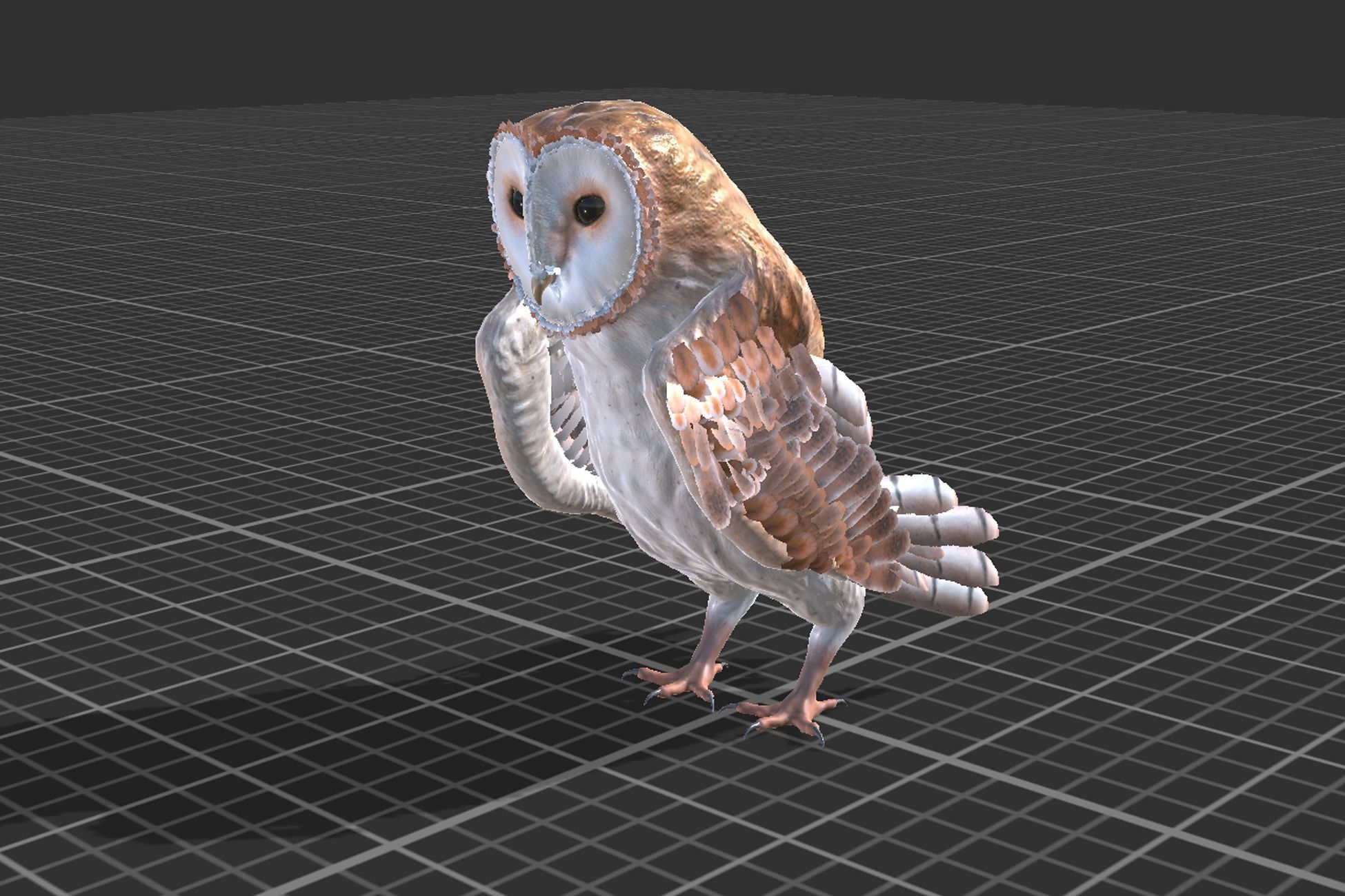 3D model Barn Owl VR / AR / low-poly | CGTrader