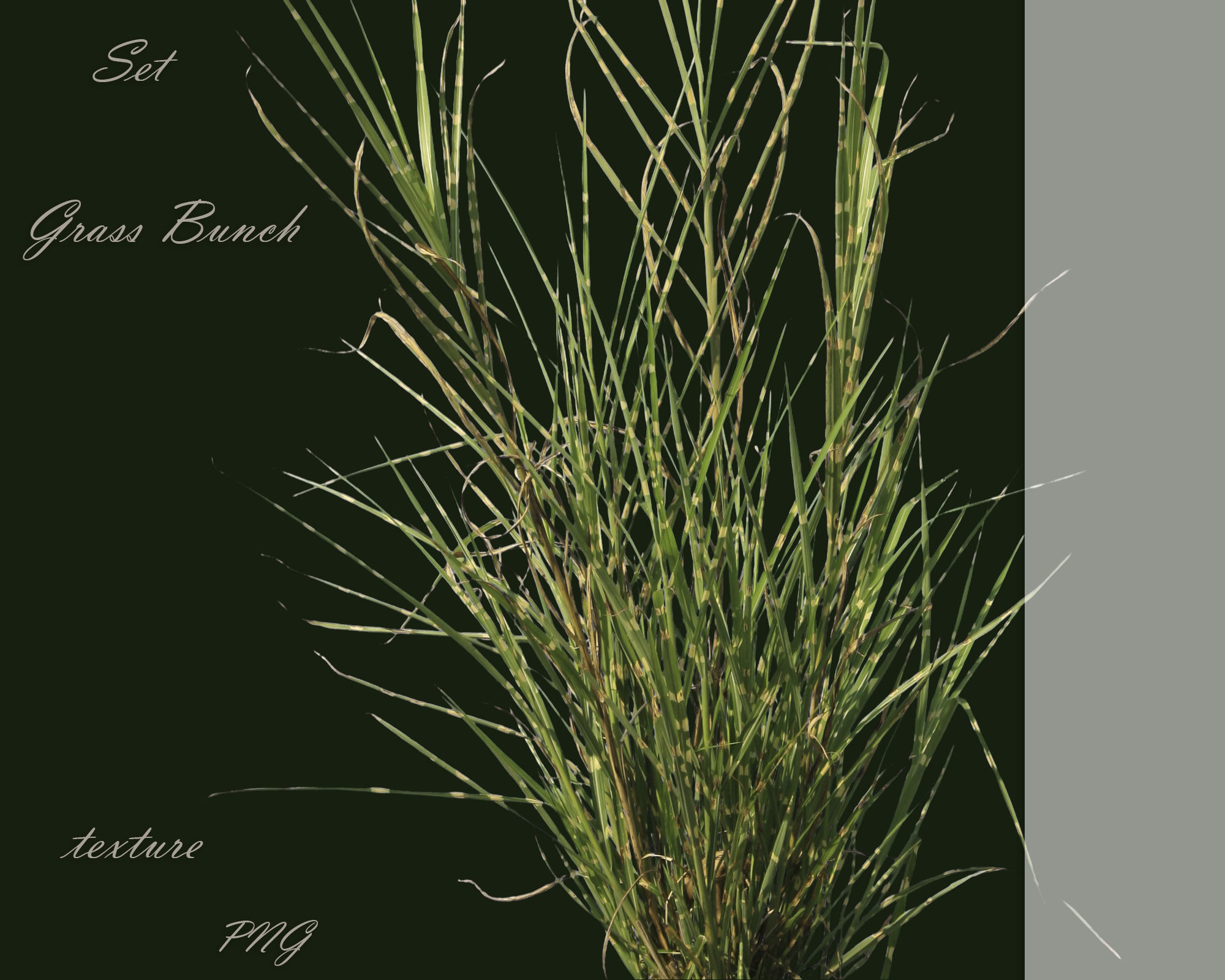 Texture Set of Texture Grass bunch PNG VR / AR / low-poly | CGTrader