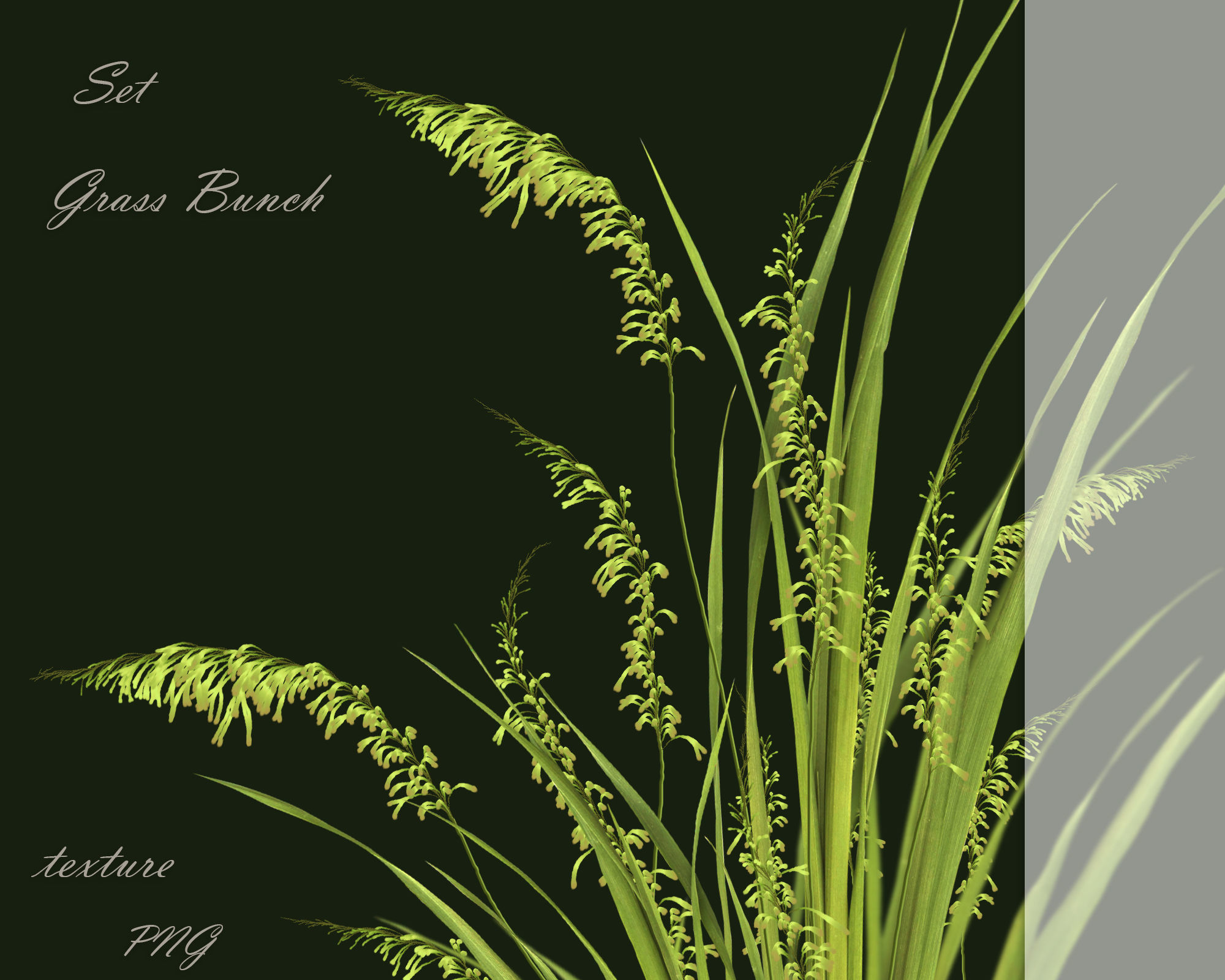 Texture Set of Texture Grass bunch PNG VR / AR / low-poly | CGTrader
