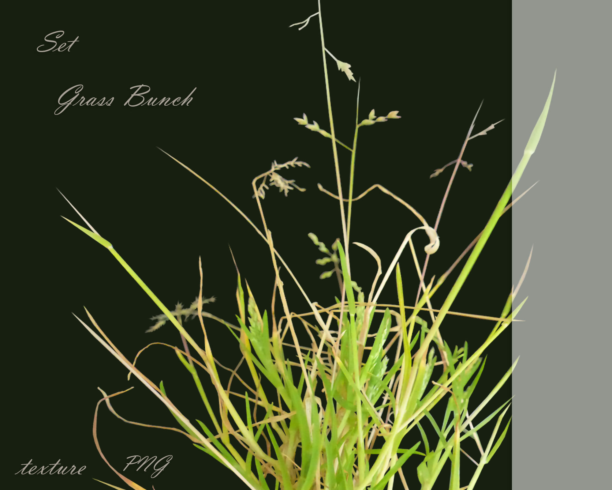 Texture Set of Texture Grass bunch PNG VR / AR / low-poly | CGTrader
