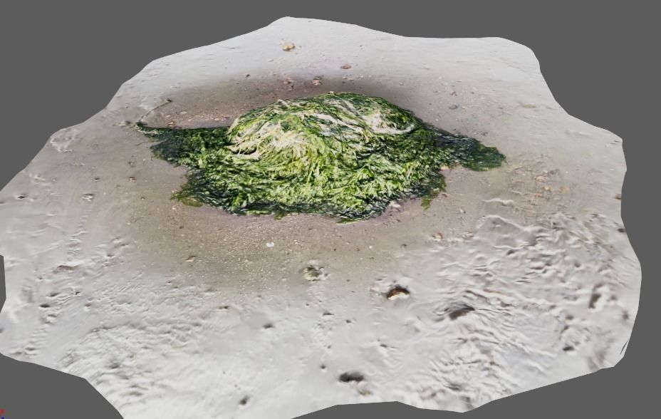 Realistic Algae Rock on Beach Photoscan 3D model | CGTrader