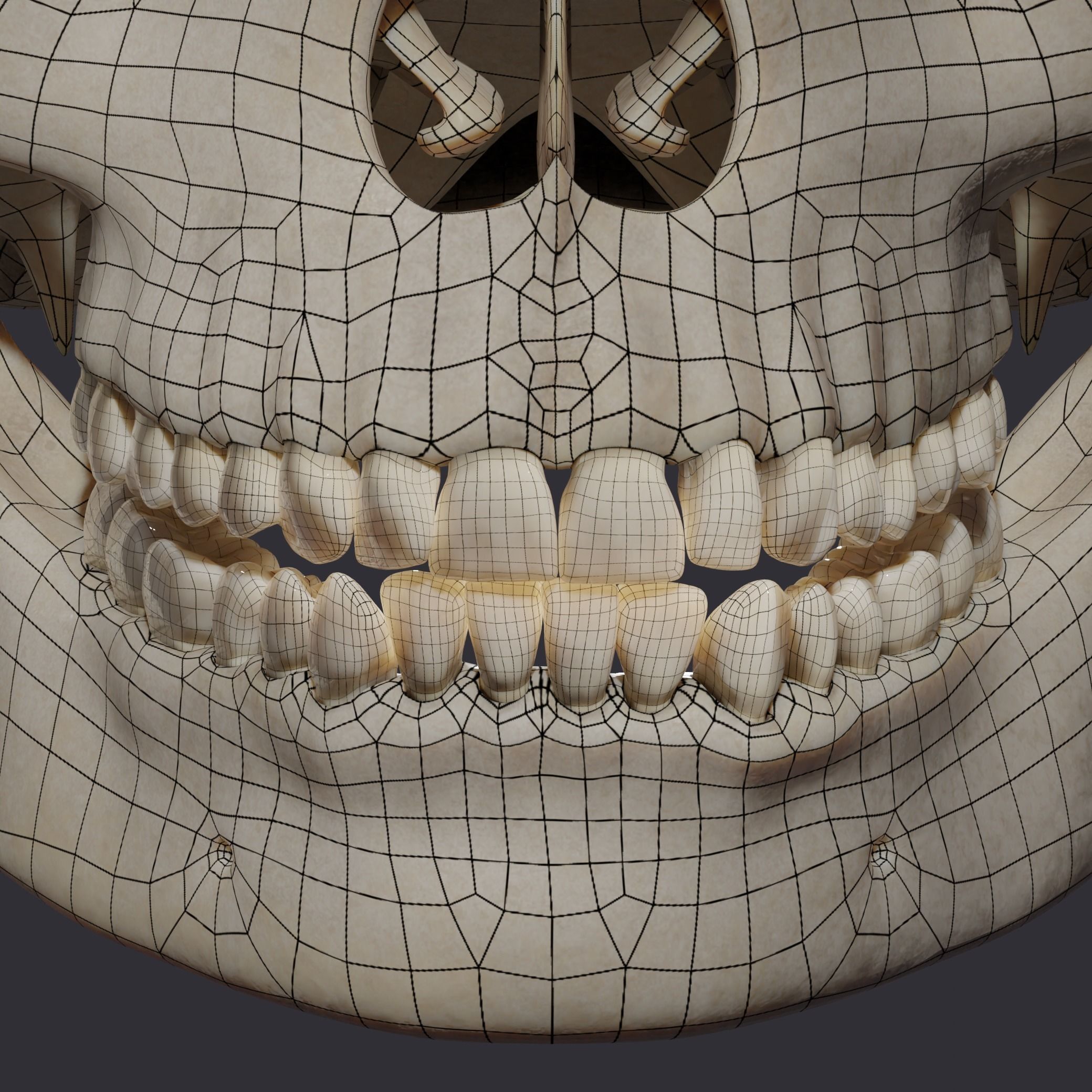 Skull bones 3D model | CGTrader