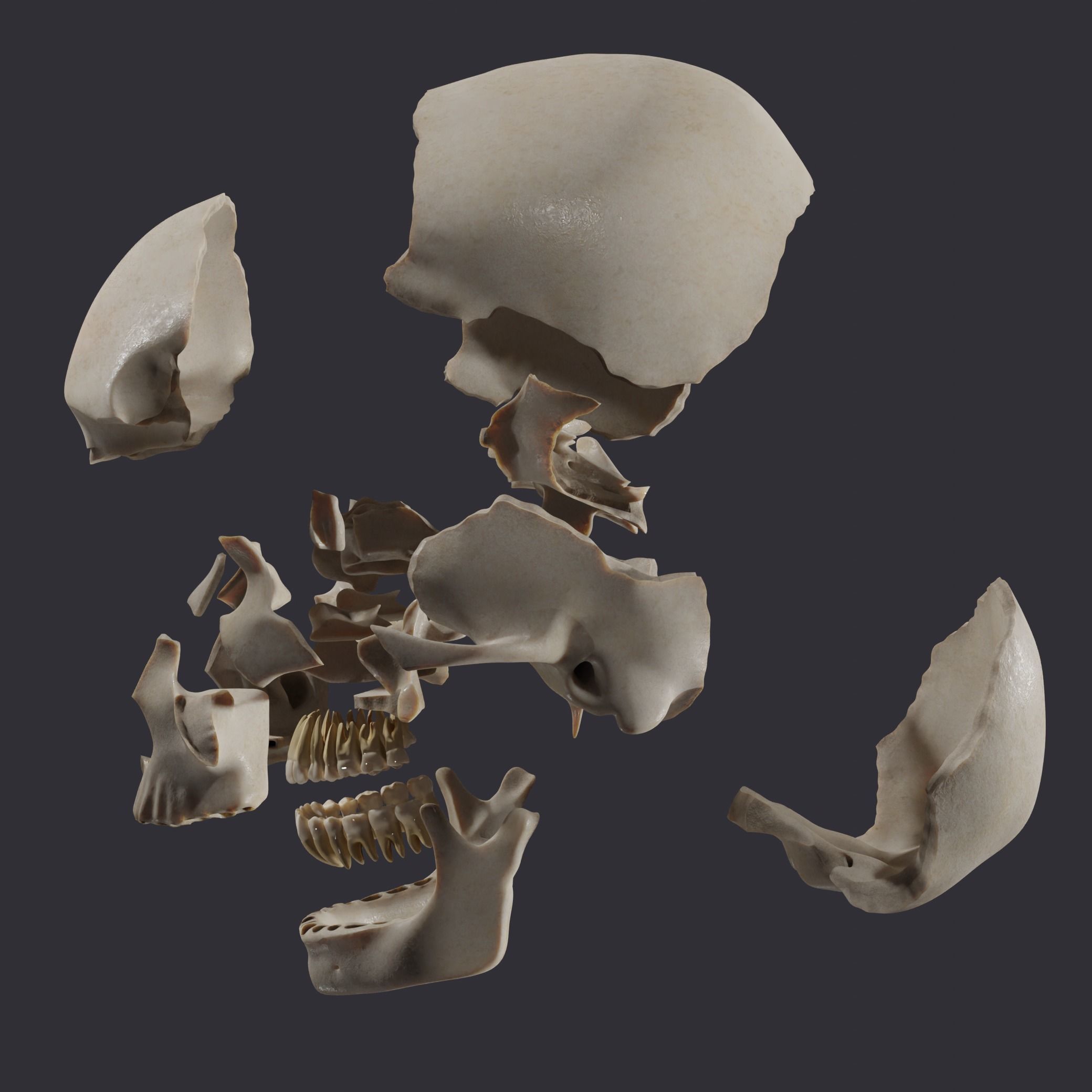 Skull bones 3D model | CGTrader