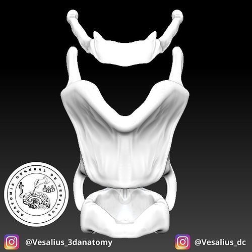 Larynx 3D model 3D printable | CGTrader