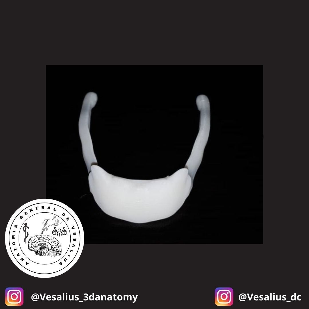 Larynx 3D model 3D printable | CGTrader