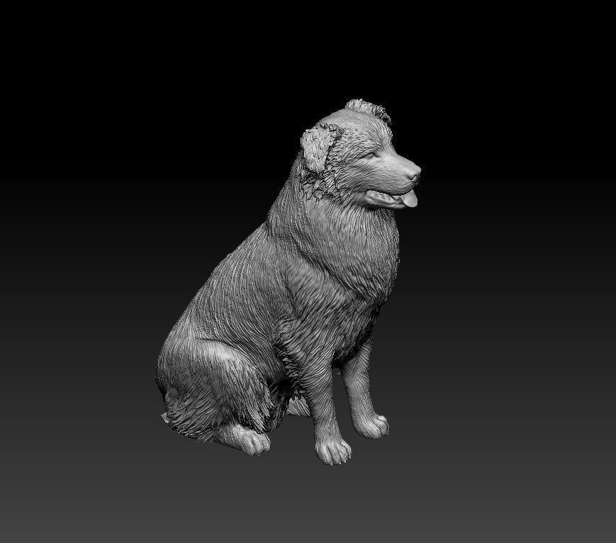 Australian shepherd dog 3D model 3D printable | CGTrader