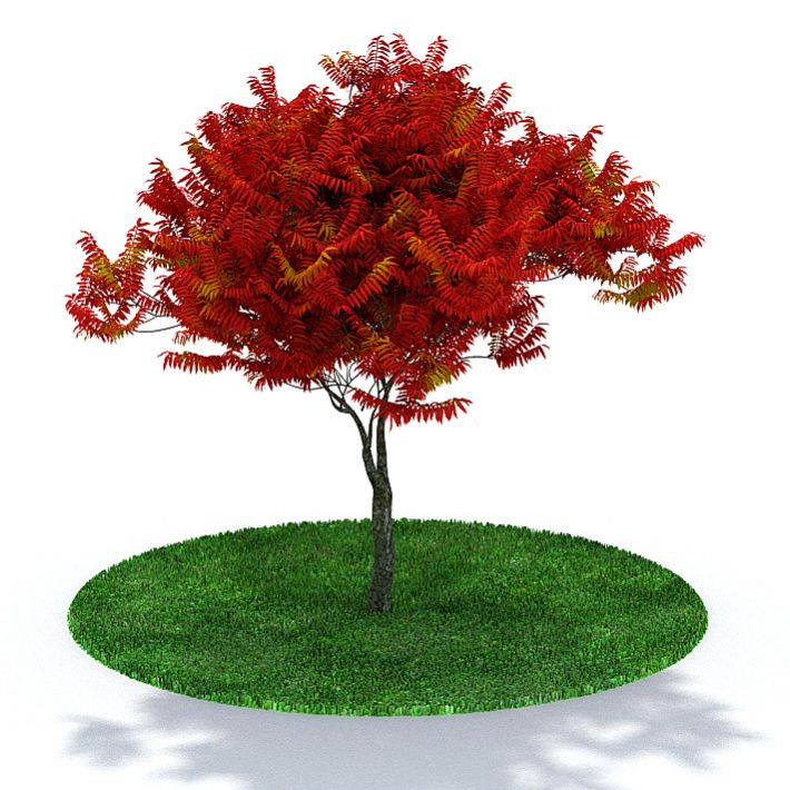 Tree Red Leaf Tree With Green Grass 3D model | CGTrader