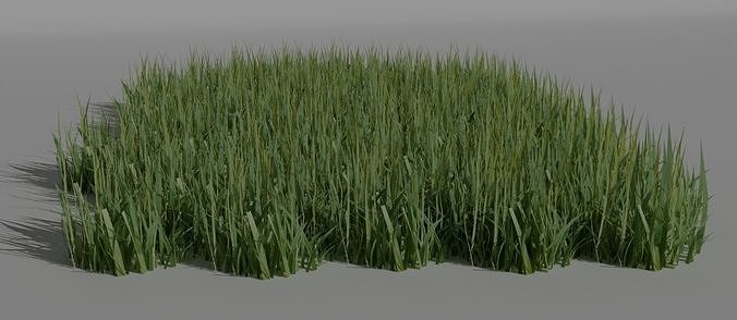 Grass 3d 3D model | CGTrader