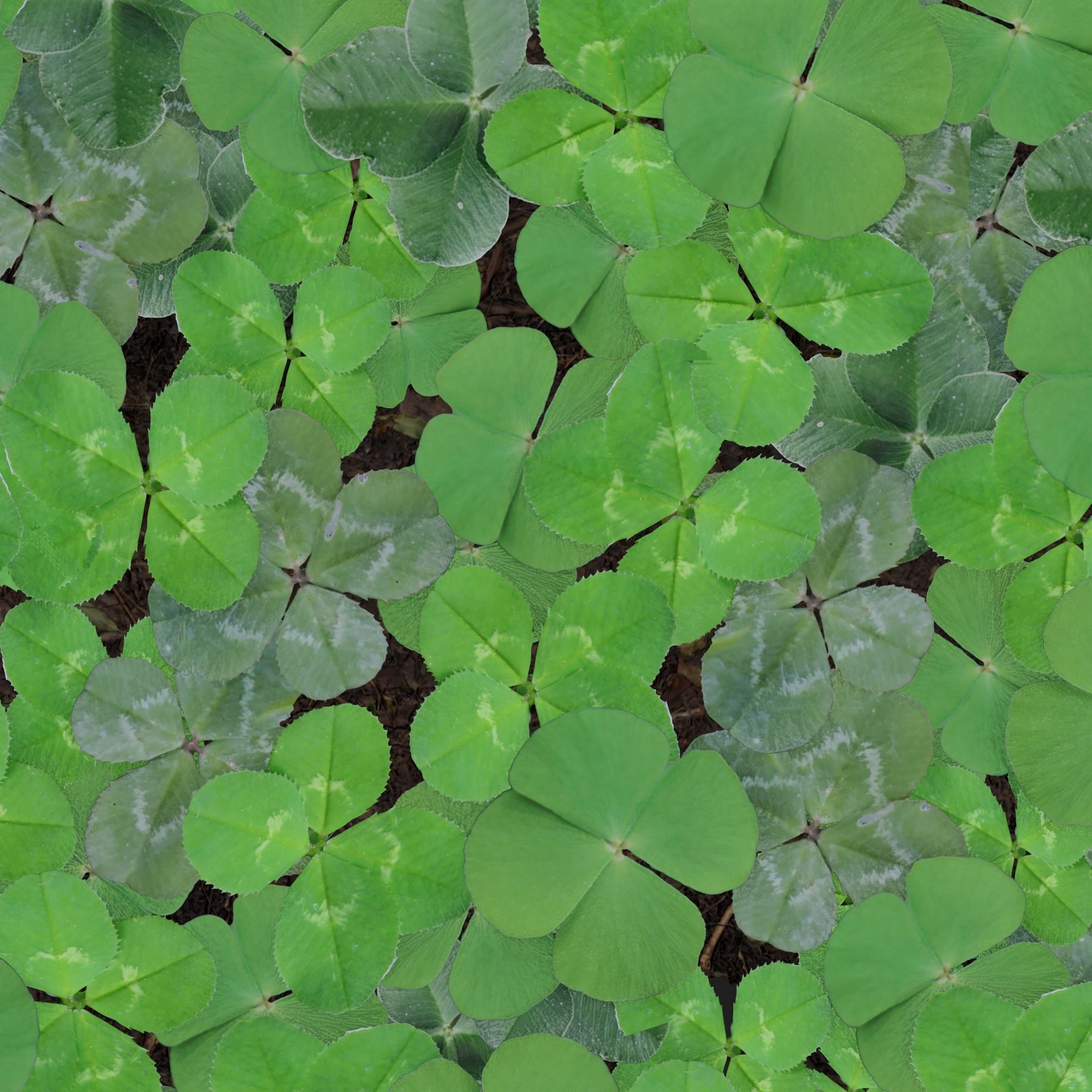 3D model Four Leaf Clover Patch VR / AR / low-poly | CGTrader