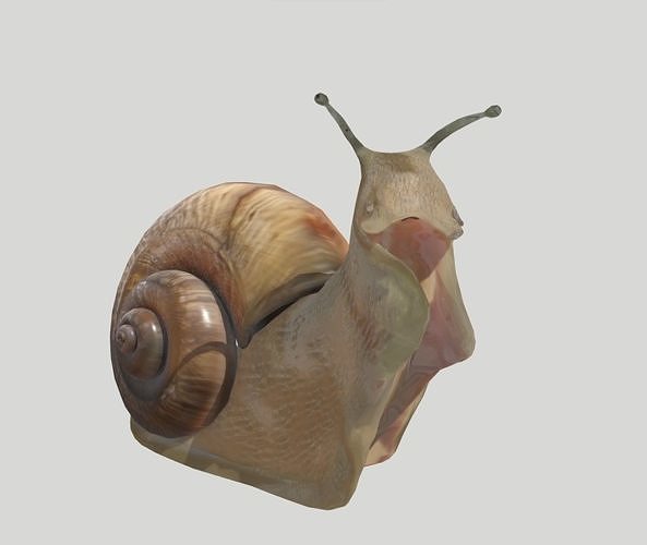Snail Animated free VR / AR / low-poly 3D model animated rigged | CGTrader