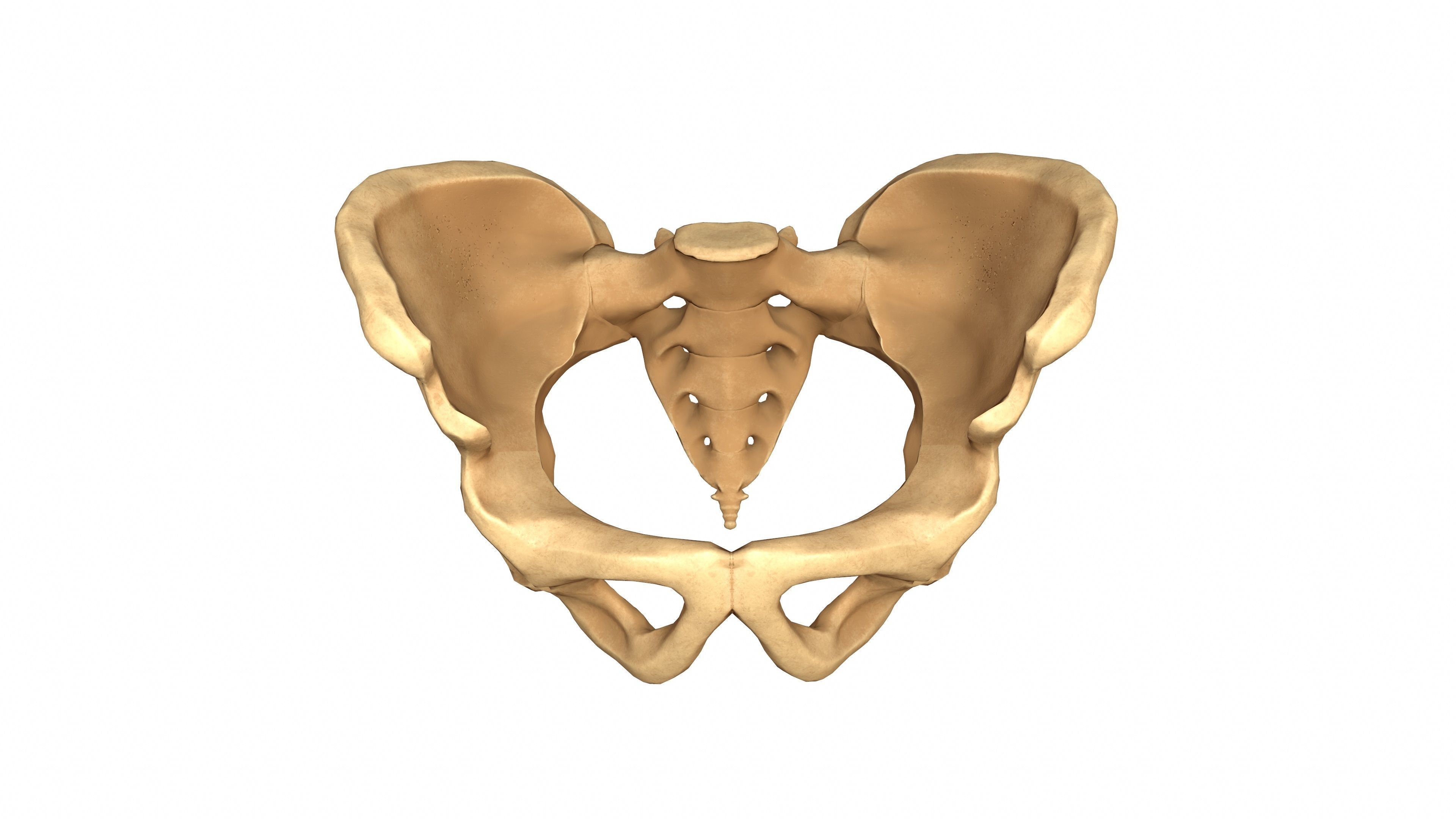 3D model human pelvis low poly VR / AR / low-poly | CGTrader