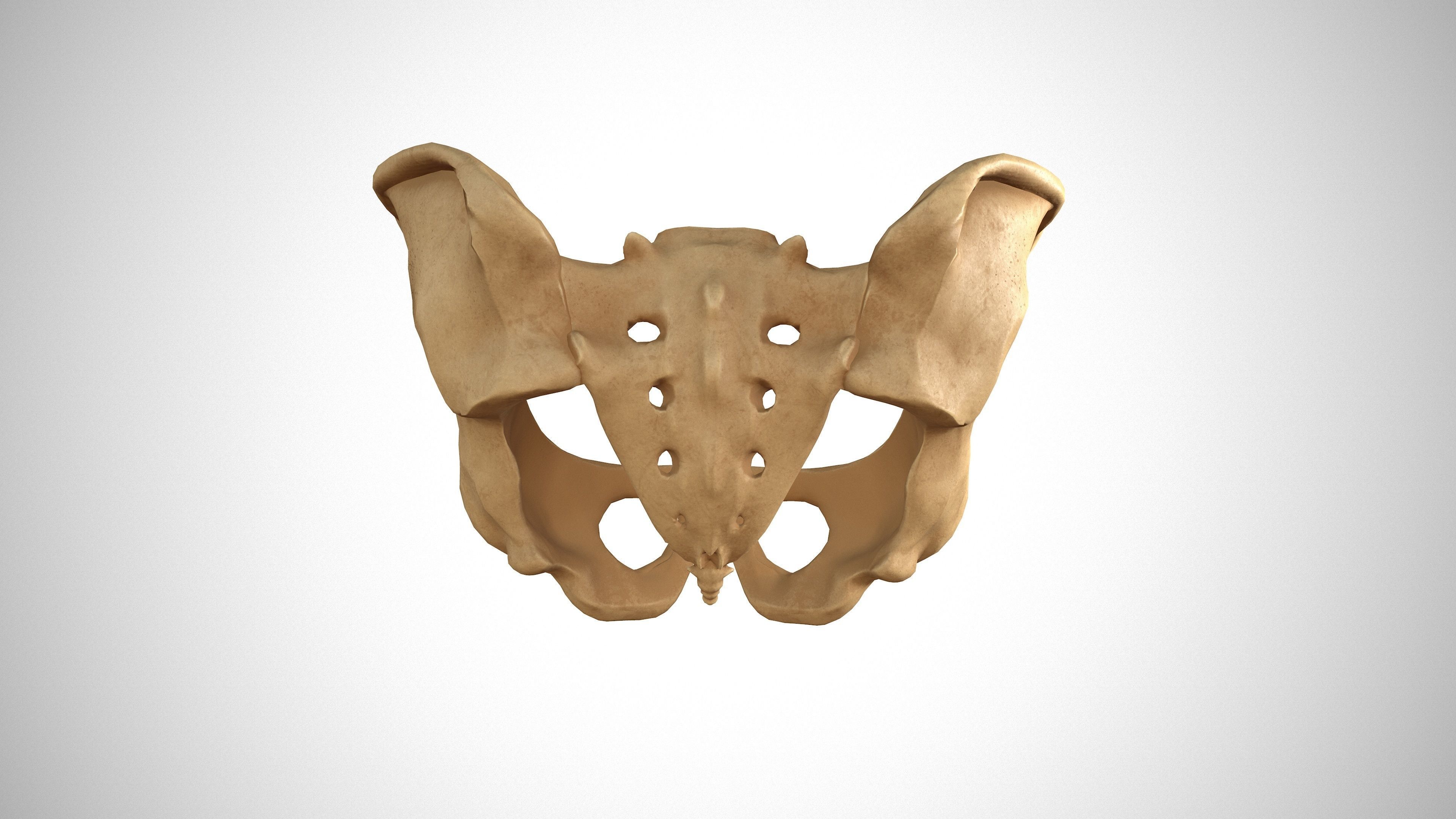 3D model human pelvis low poly VR / AR / low-poly | CGTrader