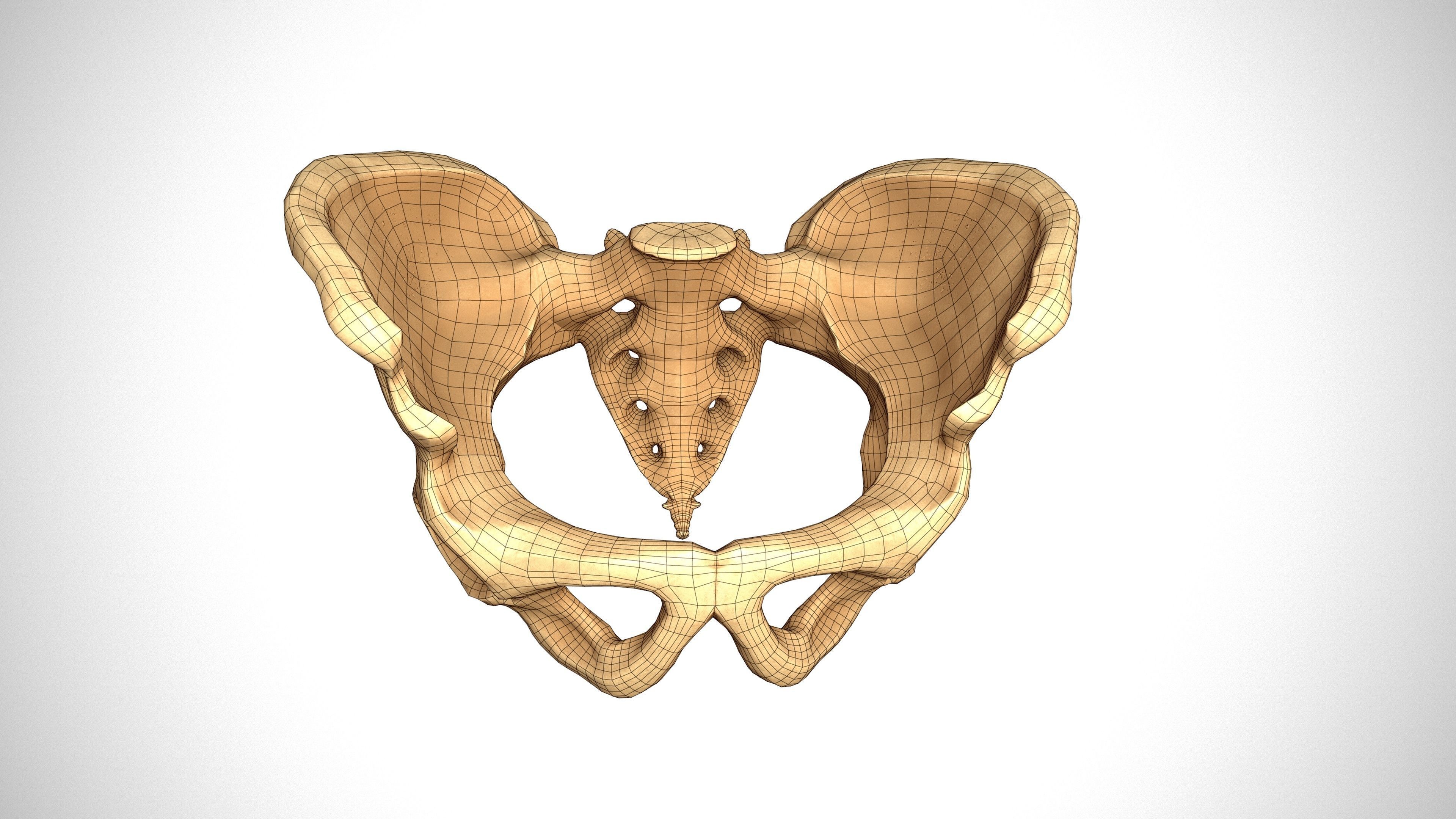 3D model human pelvis low poly VR / AR / low-poly | CGTrader