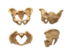 Pelvis Modelos 3D | CGTrader