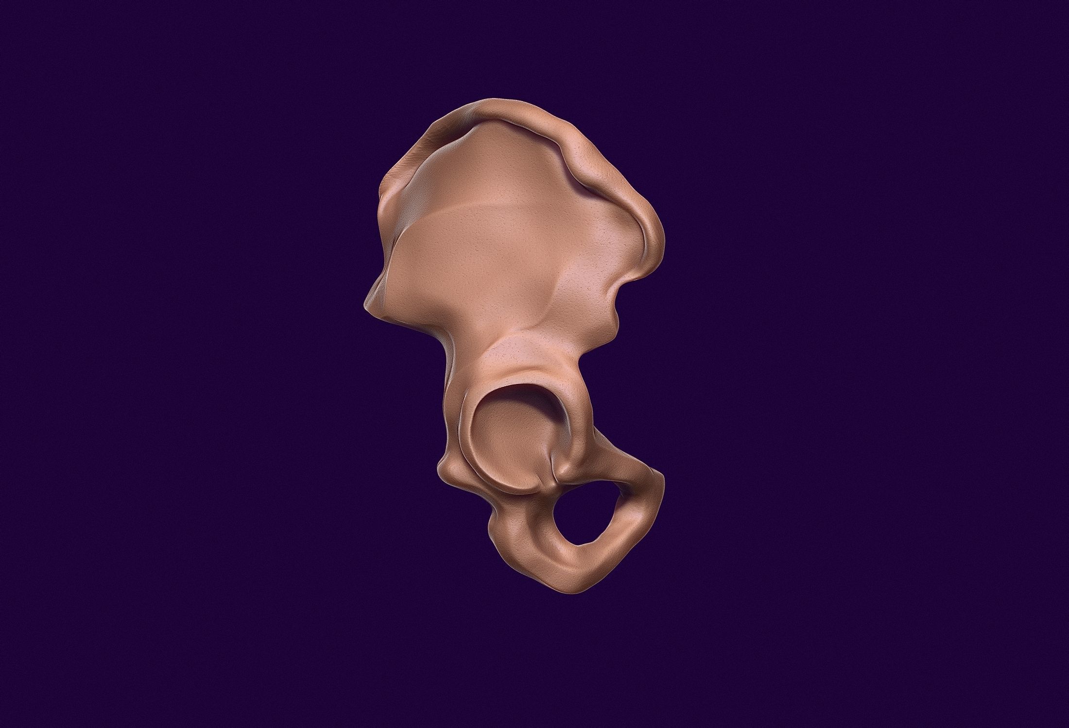 human pelvis printable 3D model 3D printable | CGTrader