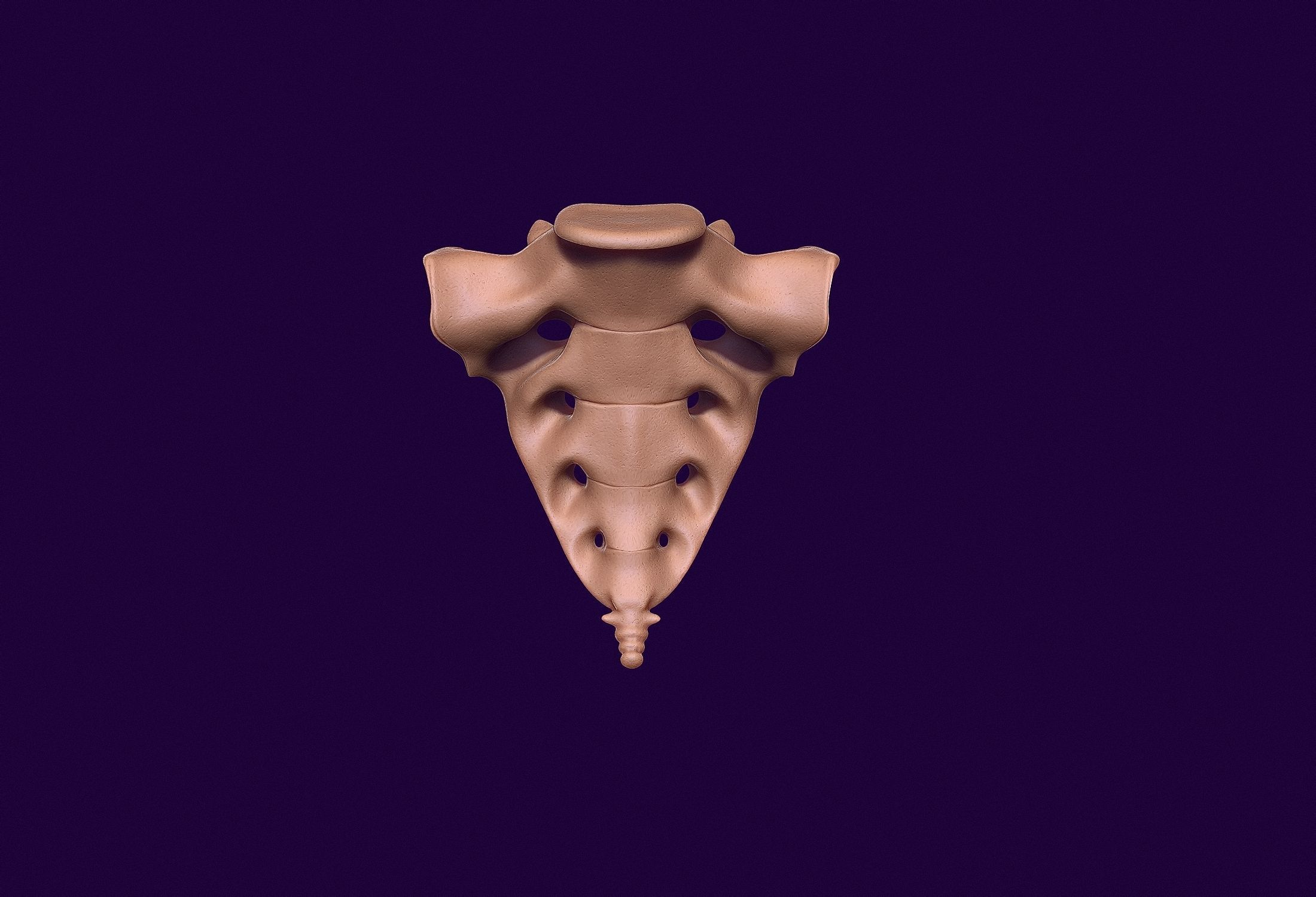 human pelvis printable 3D model 3D printable | CGTrader