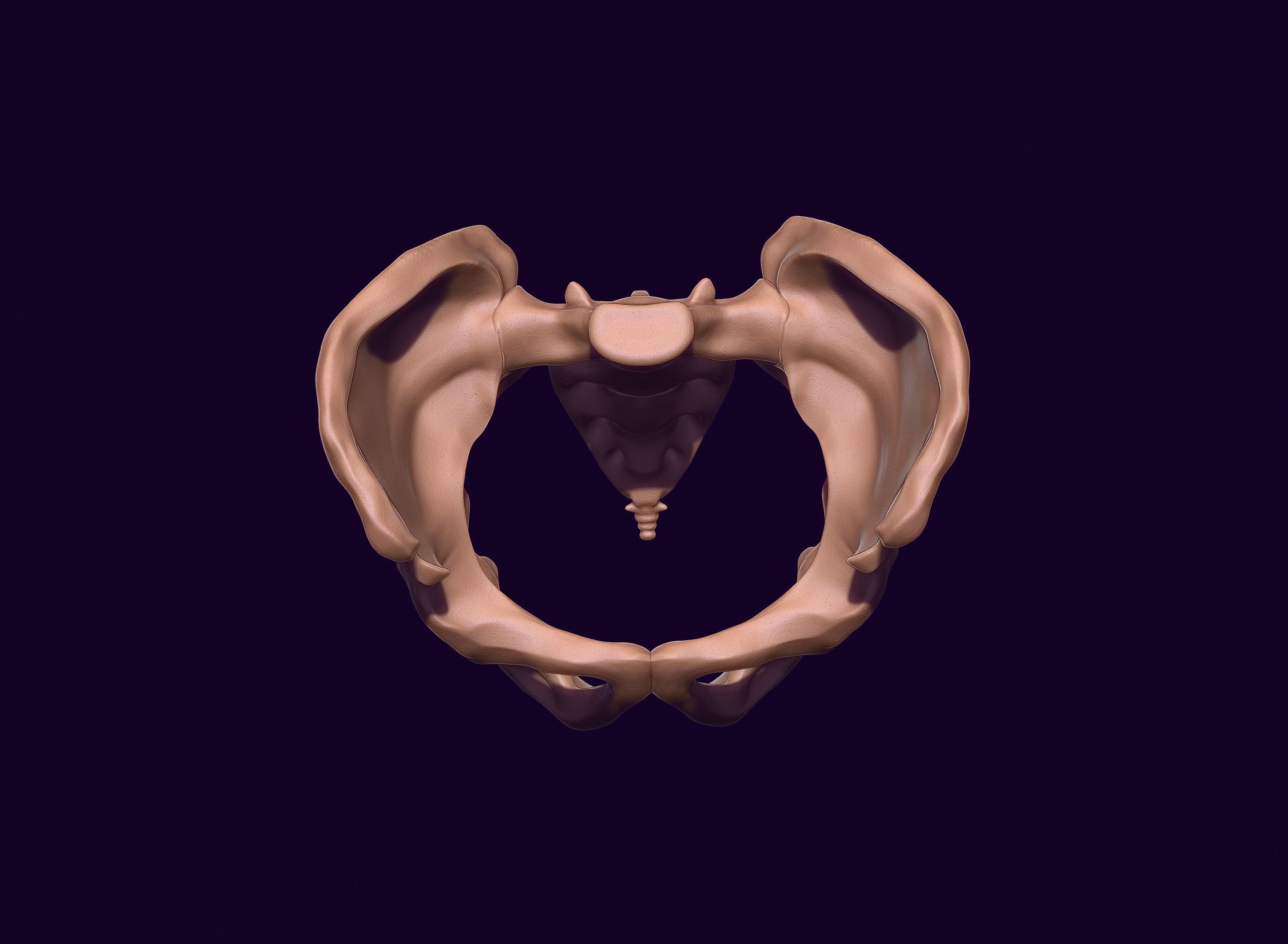 human pelvis printable 3D model 3D printable | CGTrader
