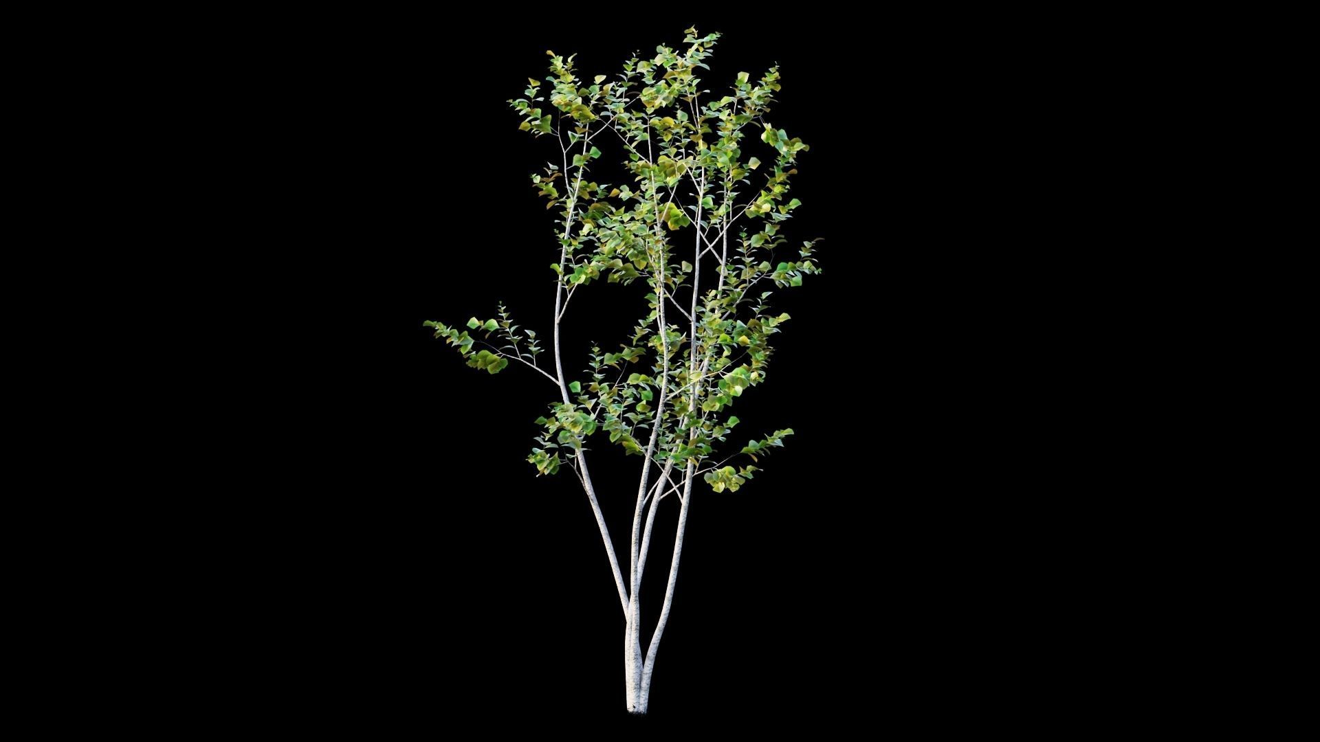 little birch tree 3D model | CGTrader