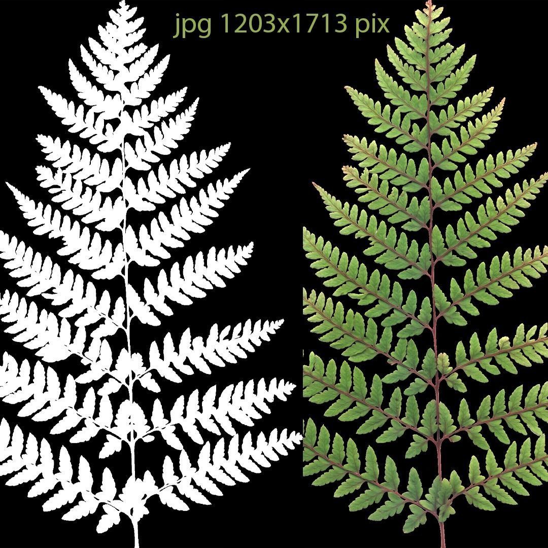 Fern alpha channel 3D model | CGTrader