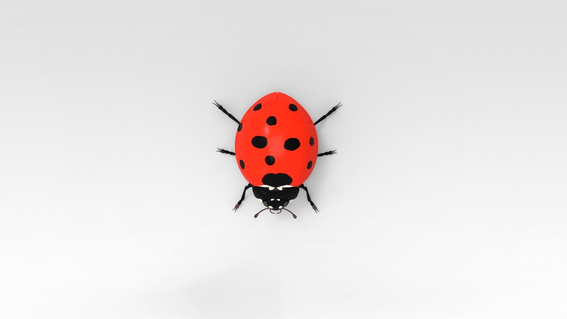 Ladybug 3D model | CGTrader