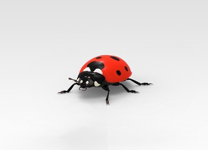 Ladybug 3D model | CGTrader