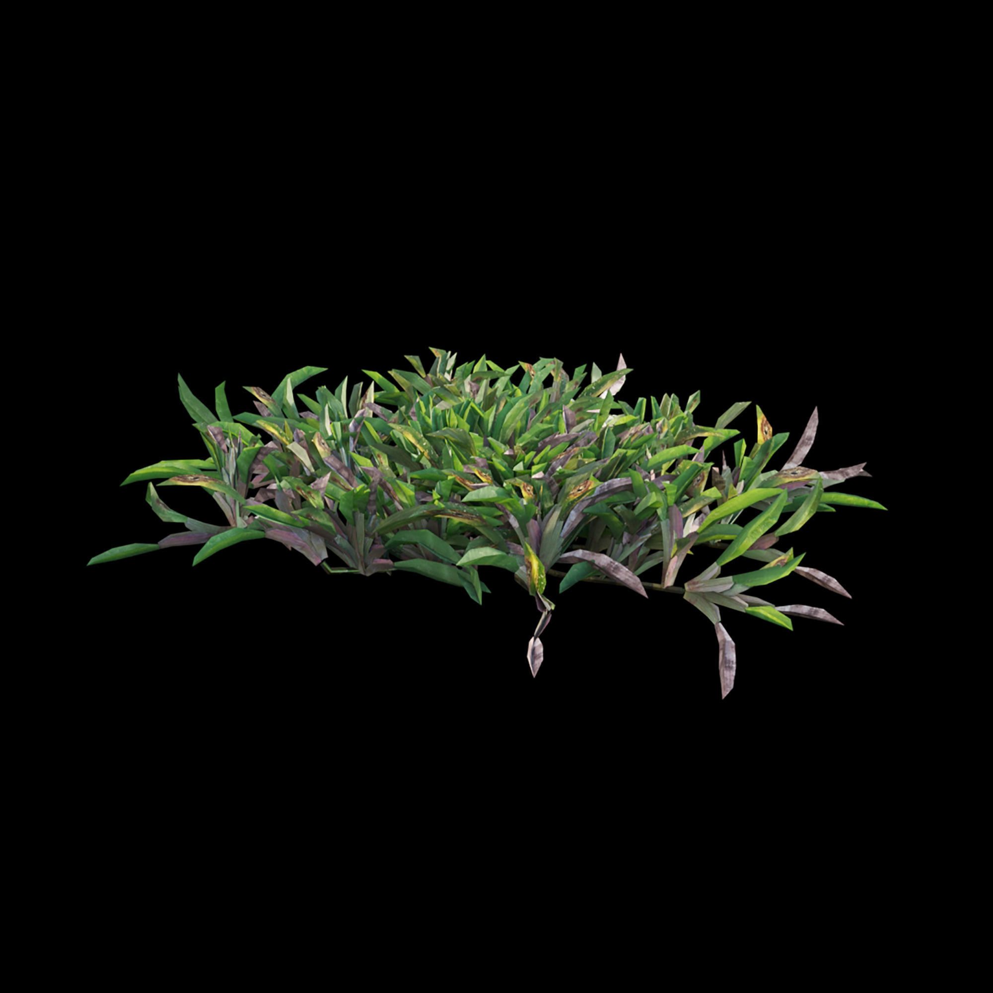 Axonopus compressus-cut-02 3D model | CGTrader