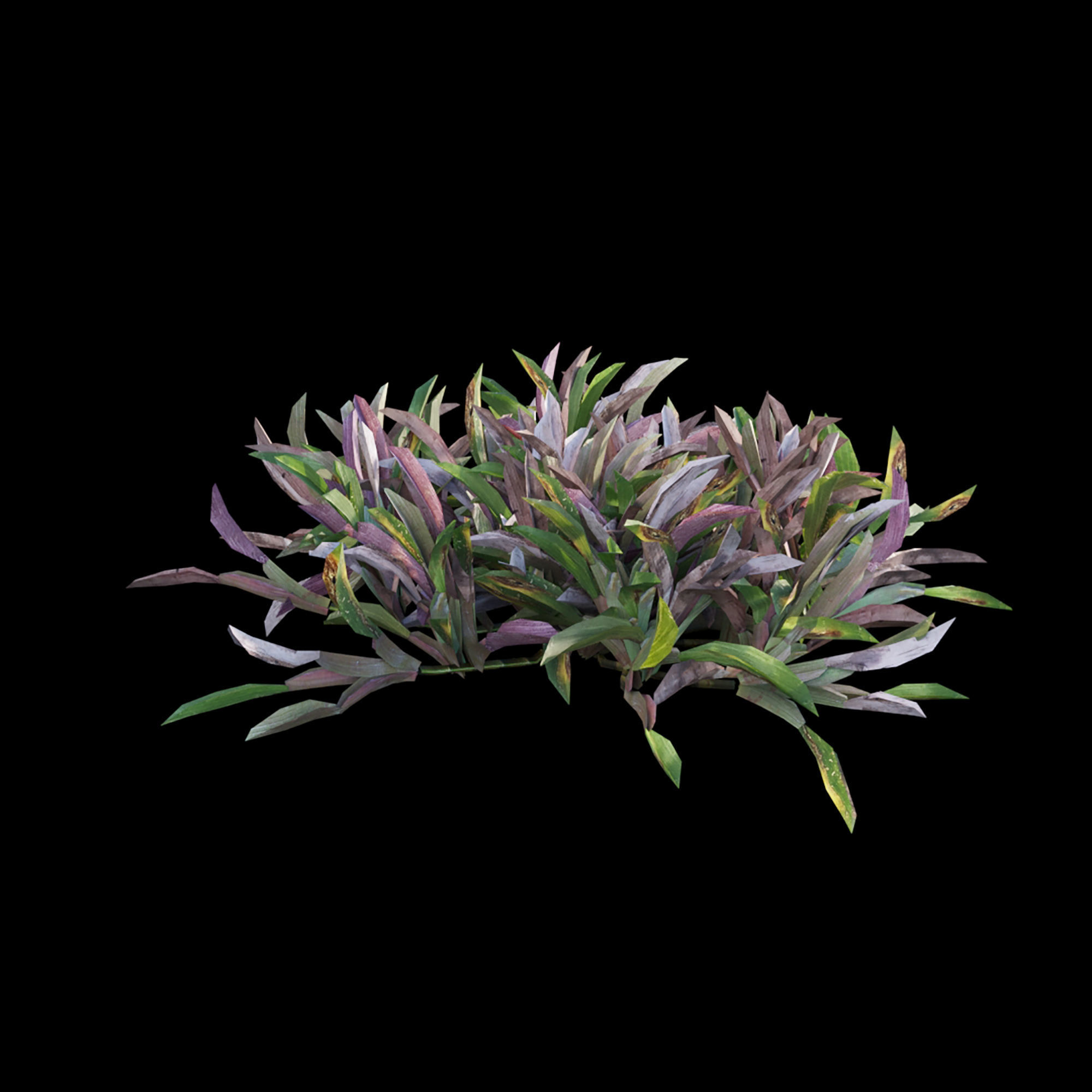 Axonopus compressus old 3D model | CGTrader