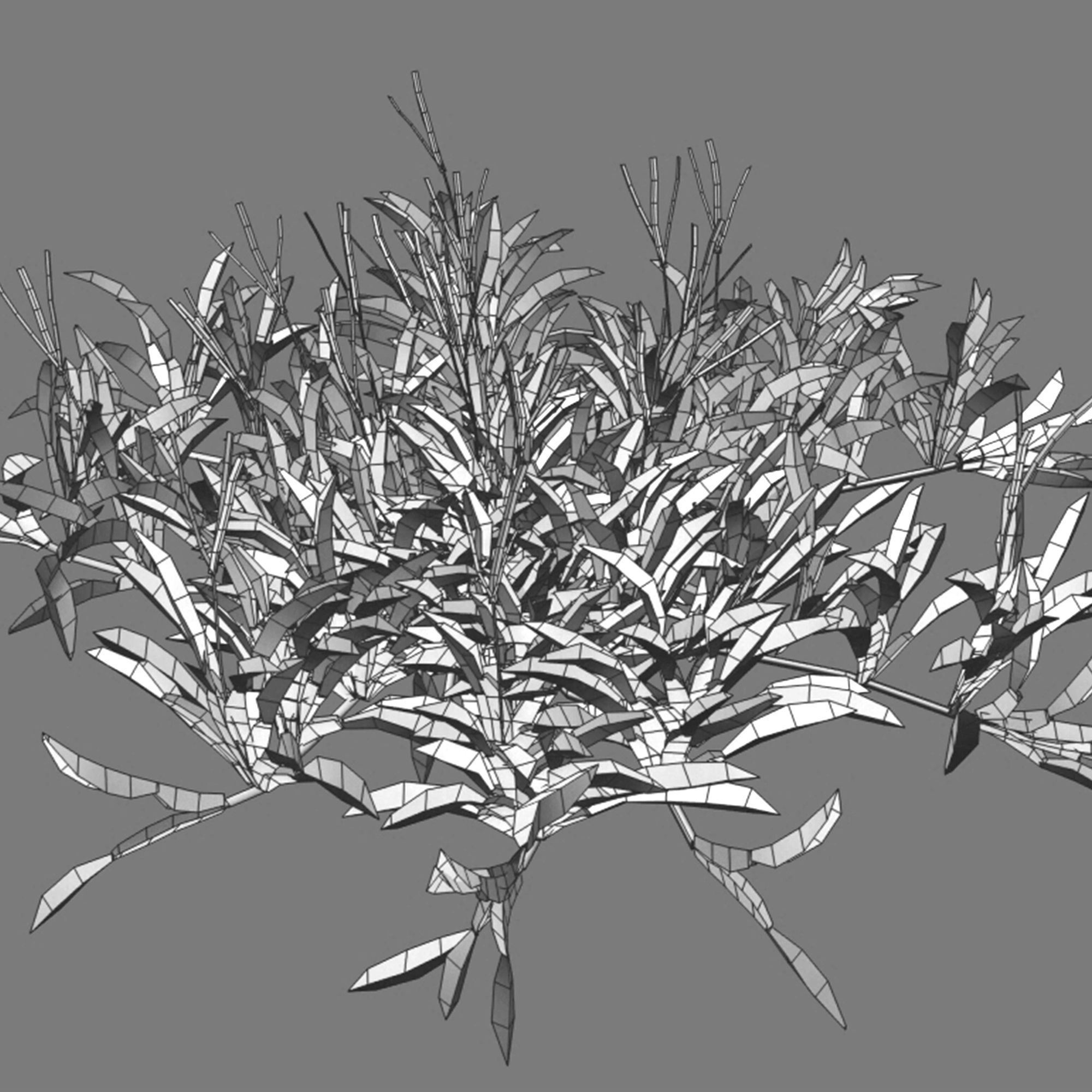 Axonopus compressus 02 3D model | CGTrader