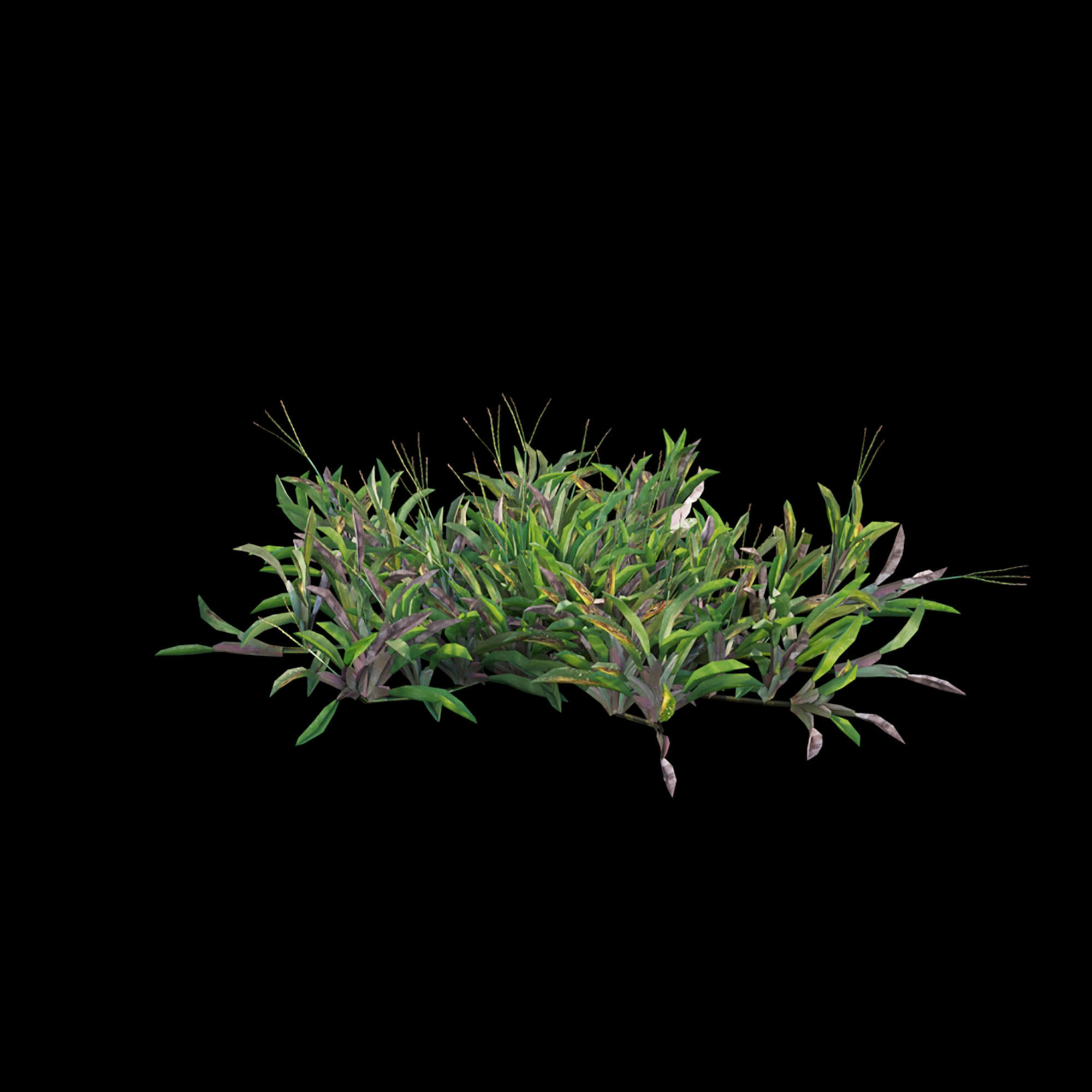 Axonopus compressus 02 3D model | CGTrader