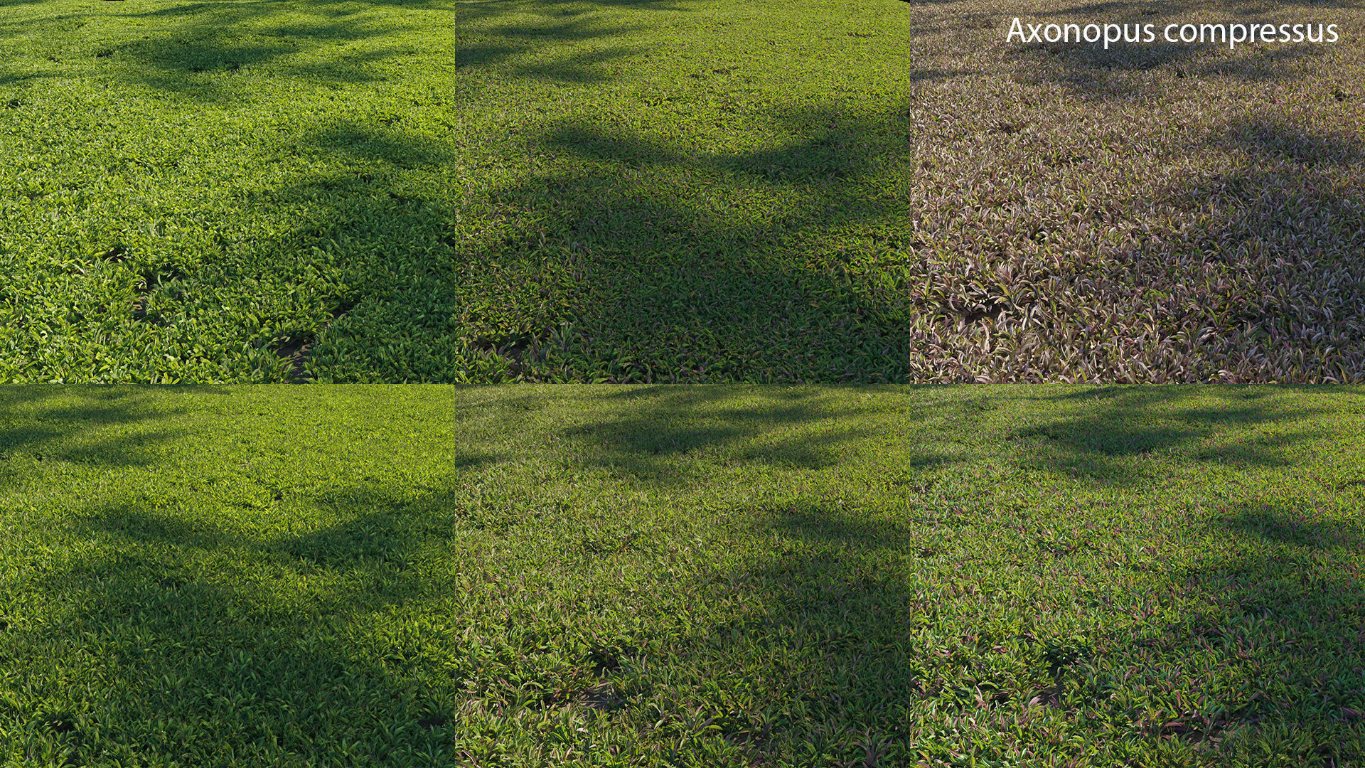 Axonopus compressus 3D model | CGTrader