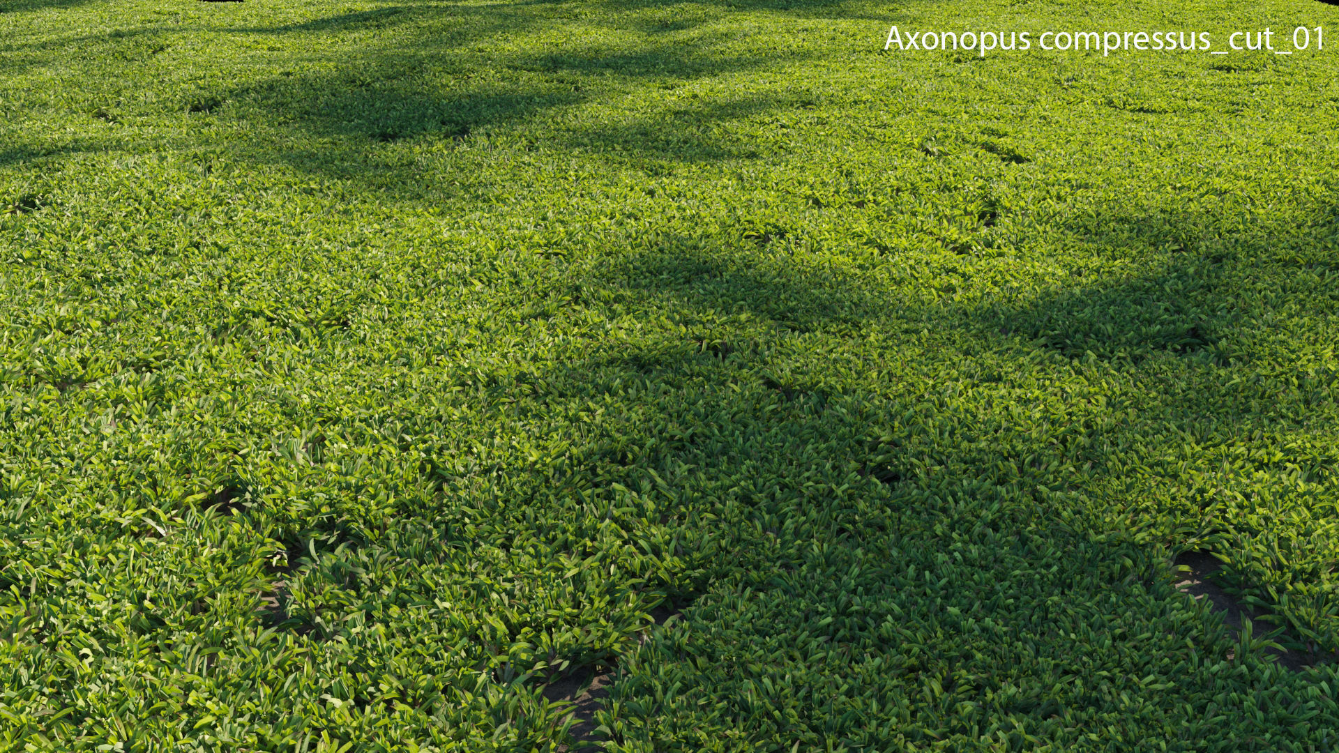 Axonopus compressus 3D model | CGTrader