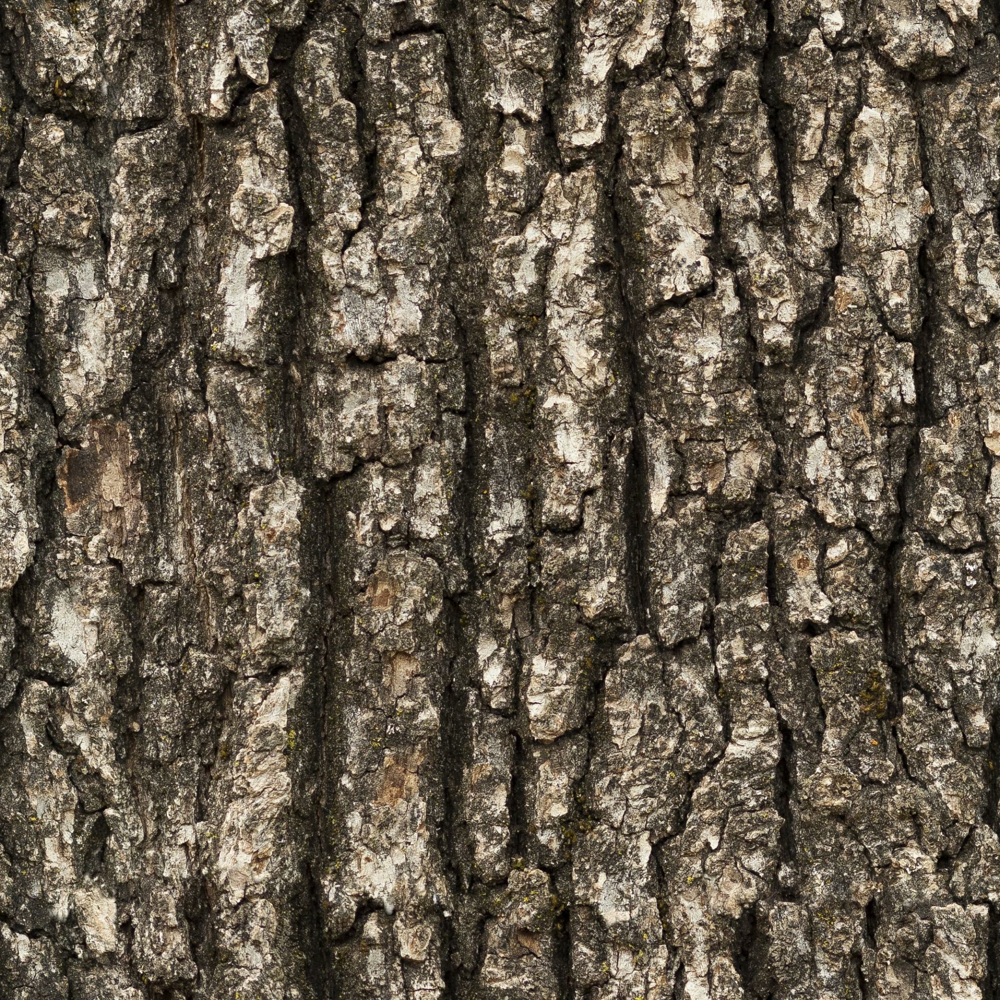 Bark 5 Texture | CGTrader