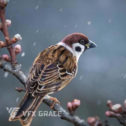 Sparrow Animated VFX Grace 3D model animated rigged | CGTrader