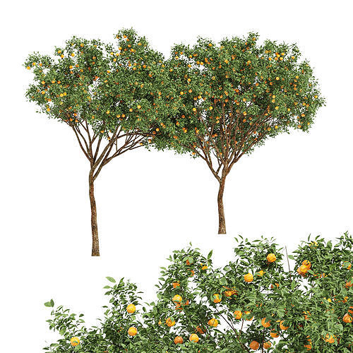 fruit-trees-orange-2 orange tree 3D model | CGTrader