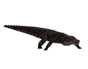 Gator 3D Models | CGTrader
