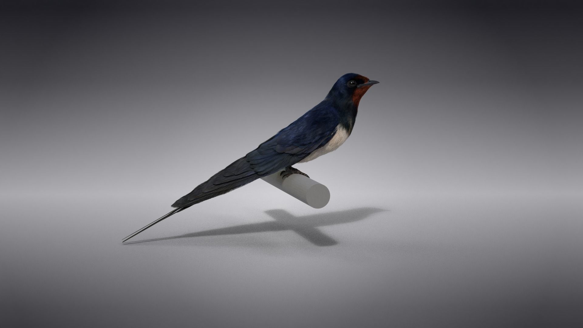 Barn Swallow Animated VFX Grace 3D model animated rigged | CGTrader