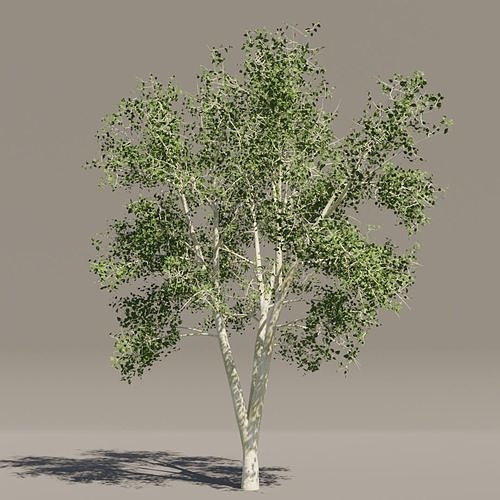 Realistic tree aspen 3D model | CGTrader