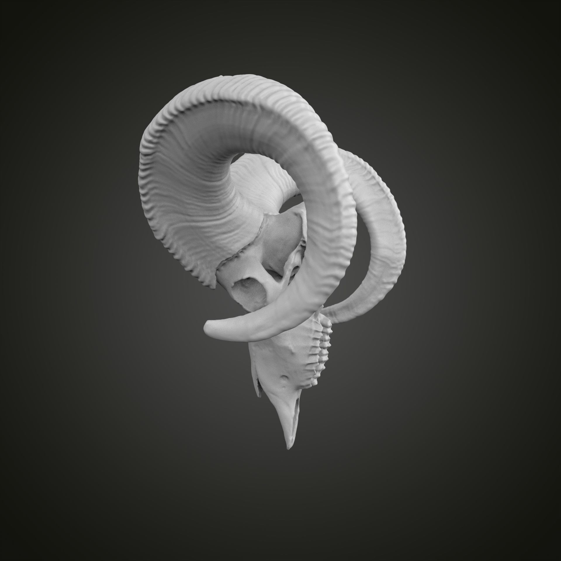 Sheep scull 3D model 3D printable | CGTrader