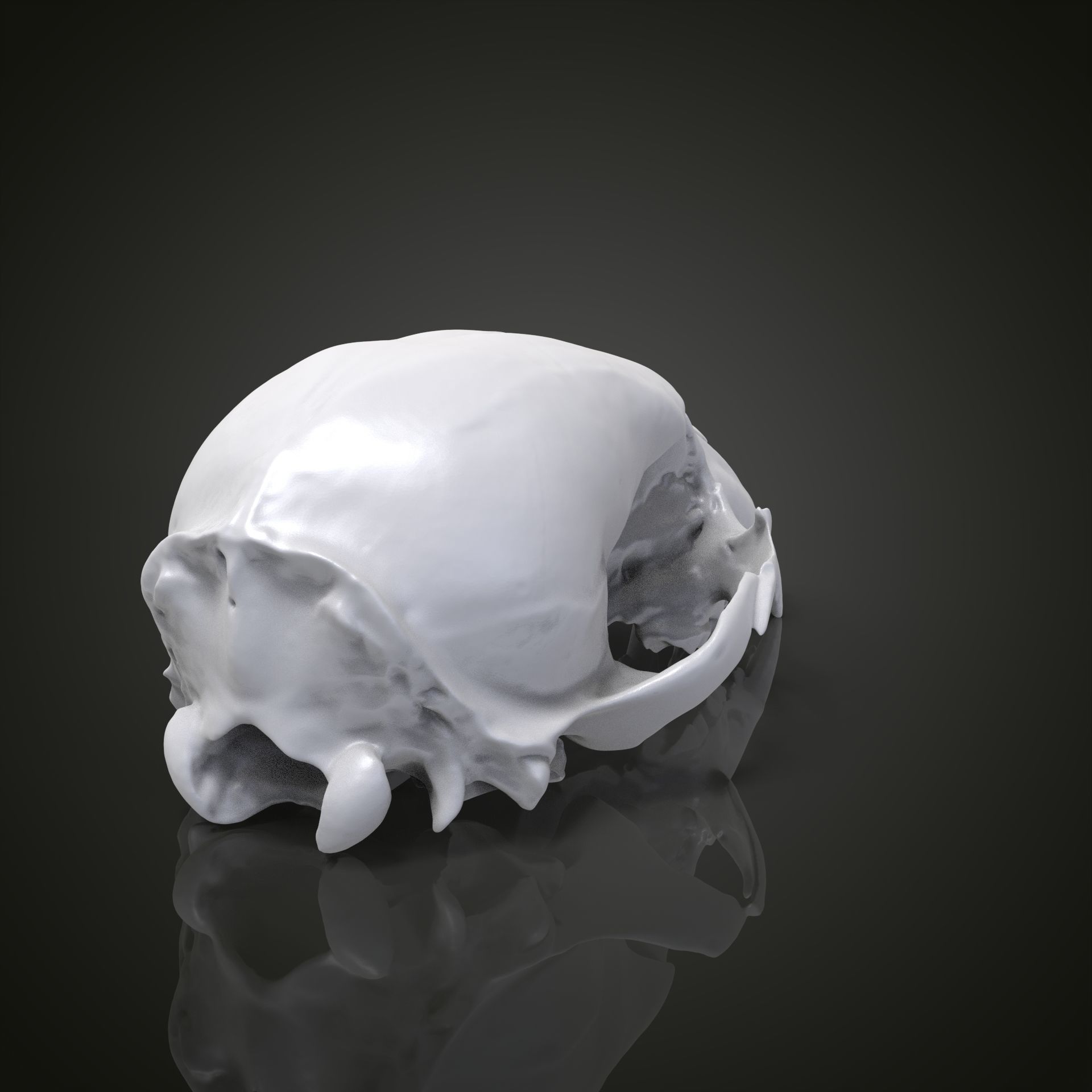 Bear scull 3D model 3D printable | CGTrader