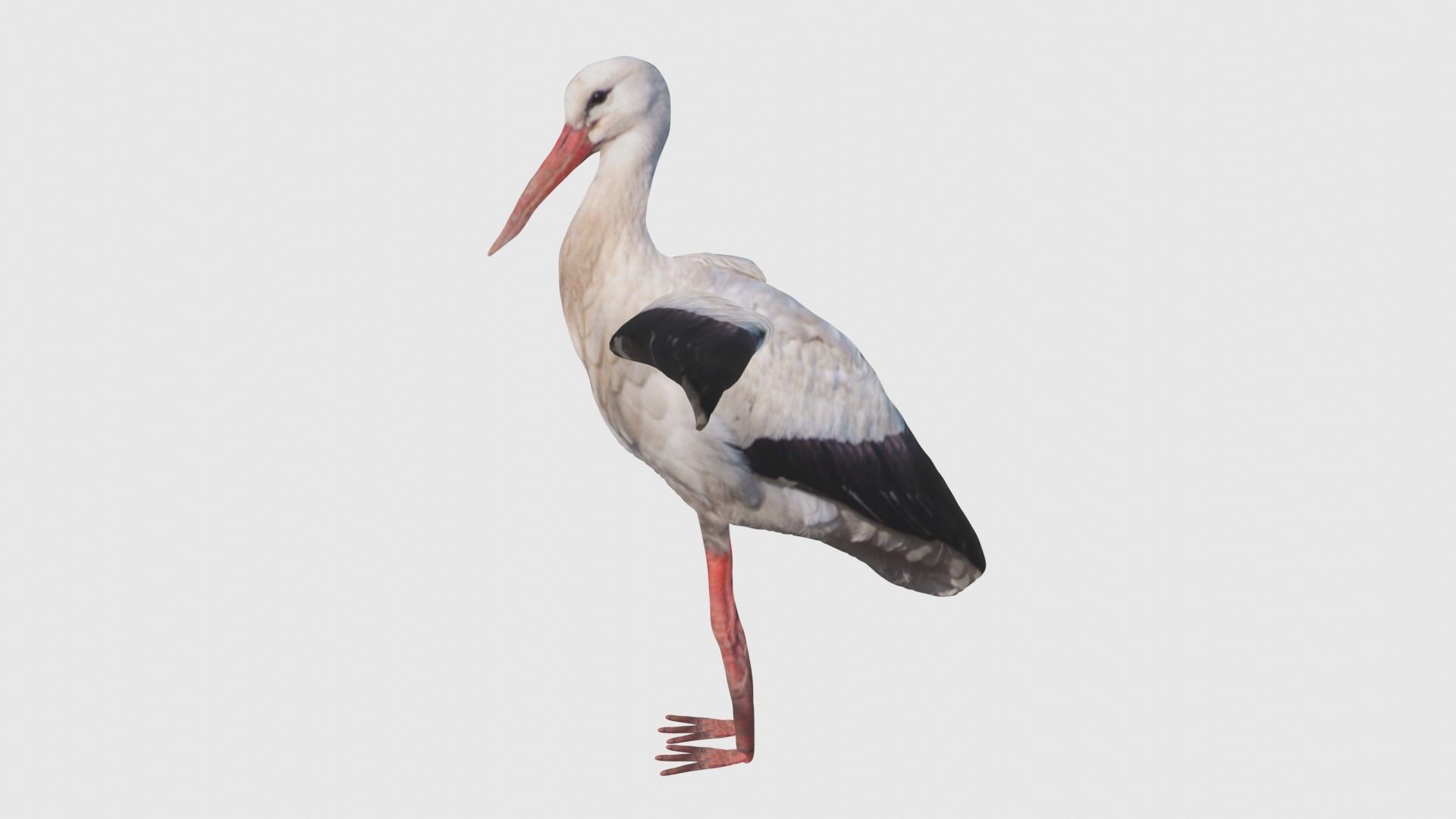 Low Poly Stork Rigged With Realistic Texture 3D model rigged | CGTrader