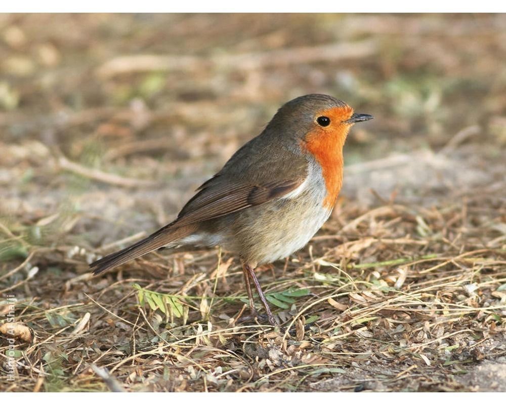 Low Poly Robin Rigged With Realistic Texture 3D model rigged | CGTrader