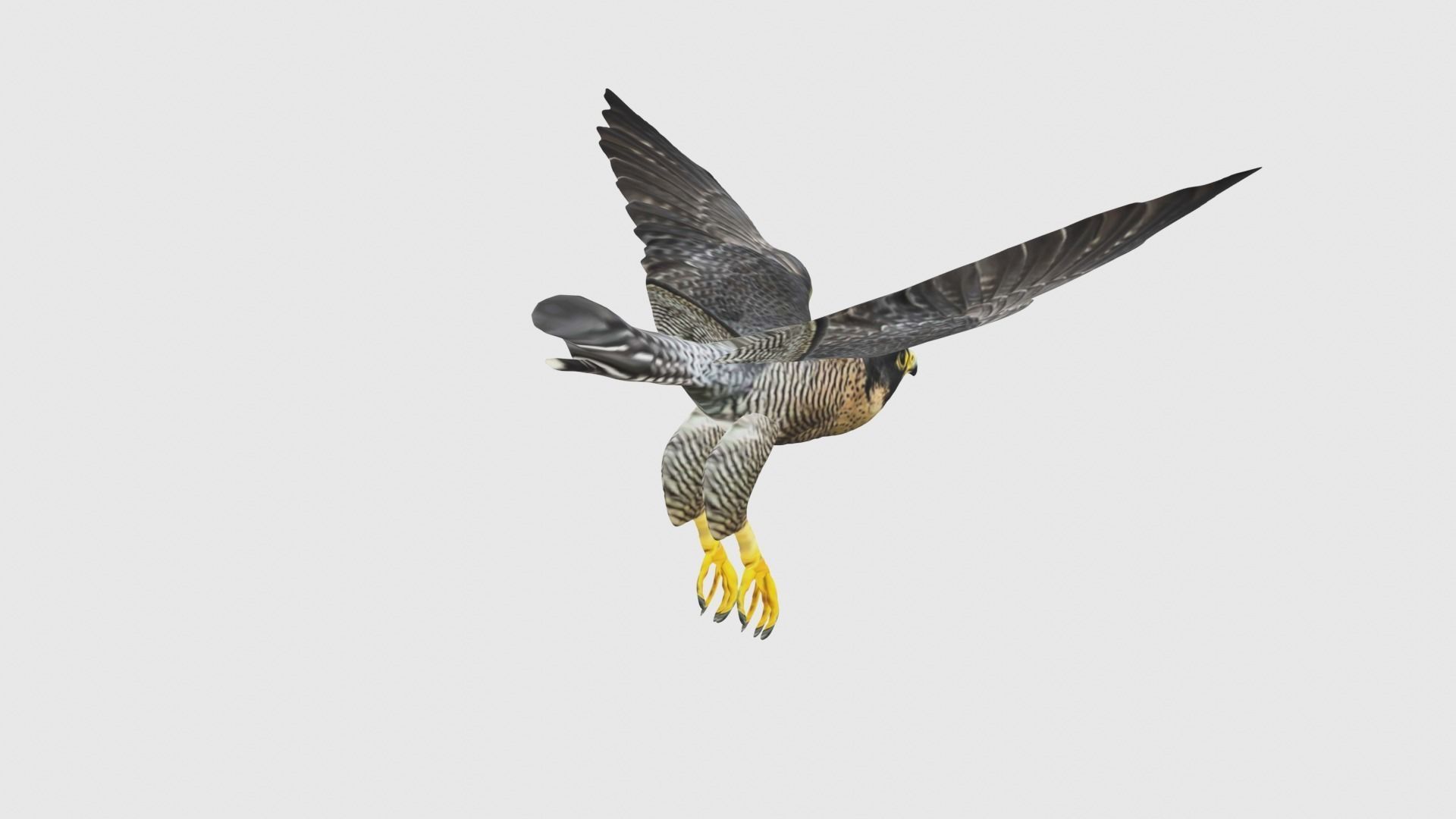3D model Low Poly Falcon Rigged With Realistic Texture VR / AR / low ...