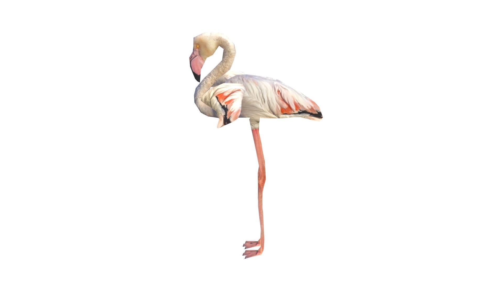 3D model Low Poly Flamingo Rigged With Realistic Texture VR / AR / low ...