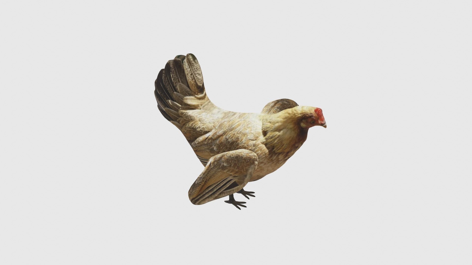 Low Poly Chicken Rigged With Realistic Texture 3D model rigged | CGTrader