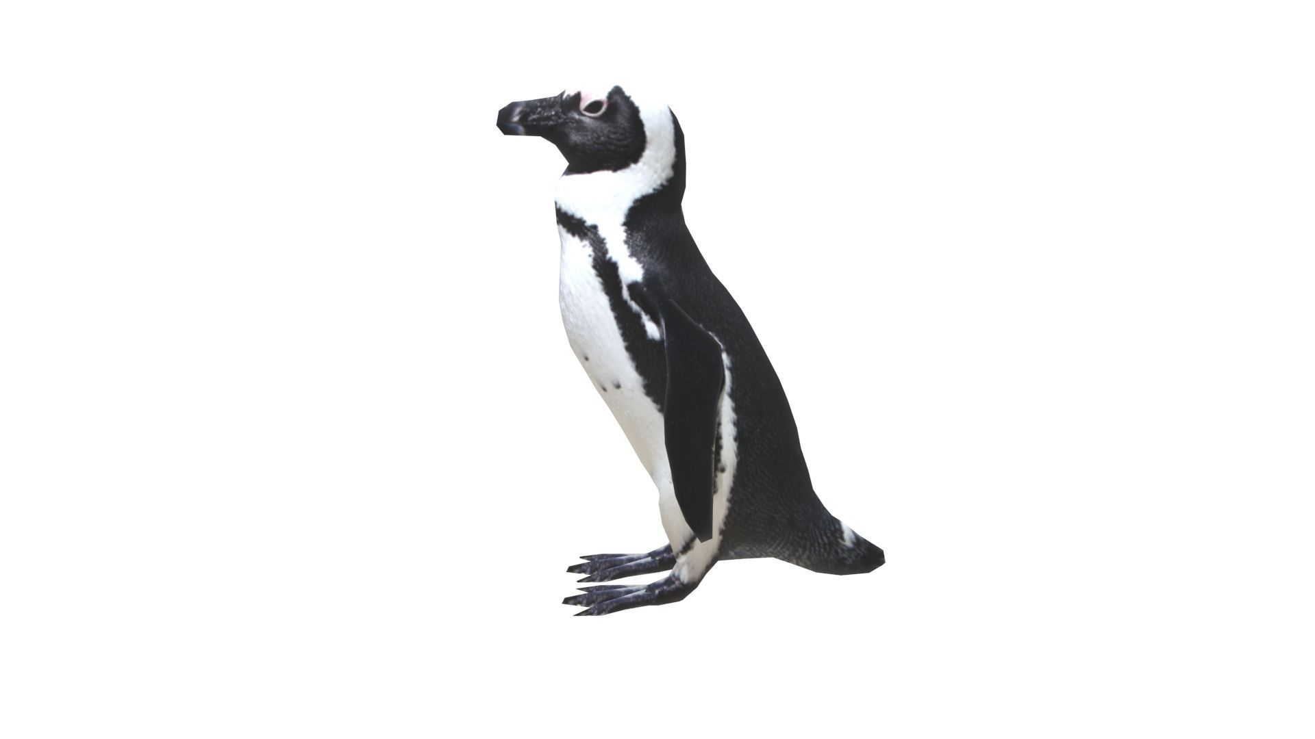 Low Poly Penguin Rigged With Realistic Texture 3D model rigged | CGTrader