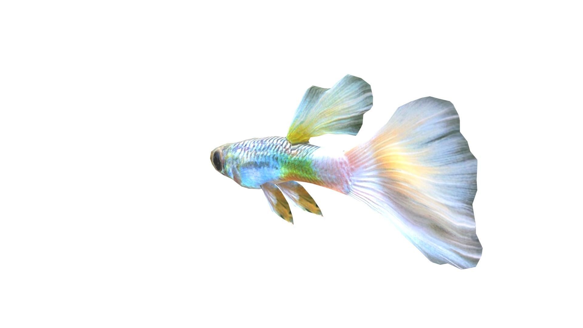 Low Poly Guppy Rigged With Realistic Texture 3D model rigged | CGTrader