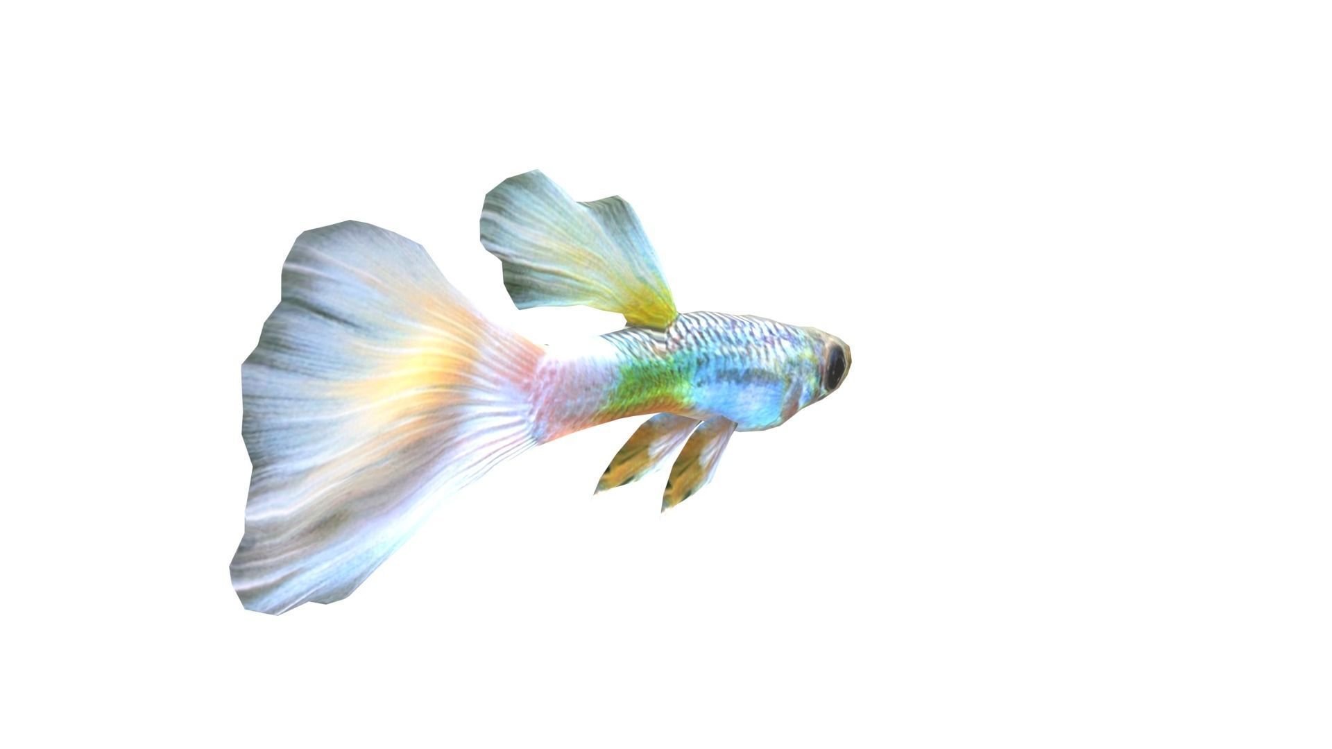 Low Poly Guppy Rigged With Realistic Texture 3D model rigged | CGTrader