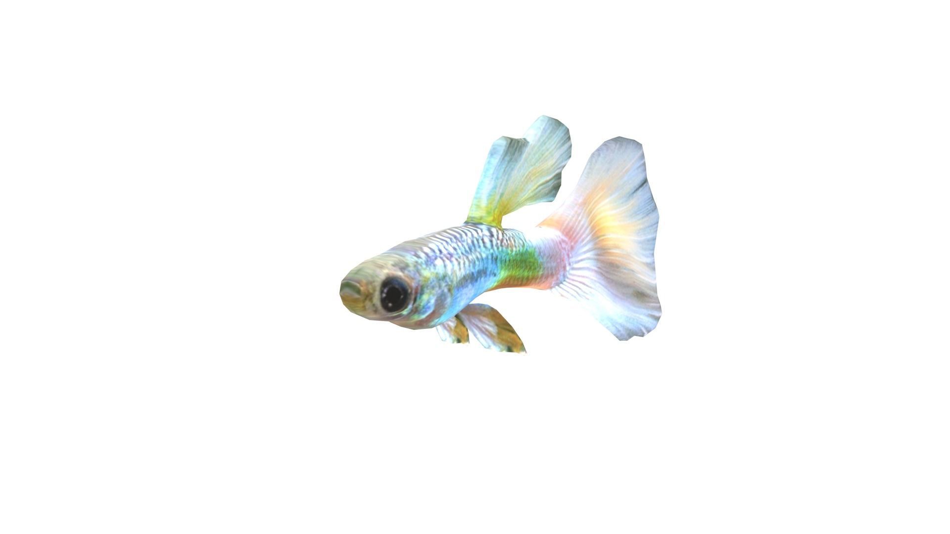 Low Poly Guppy Rigged With Realistic Texture 3D model rigged | CGTrader
