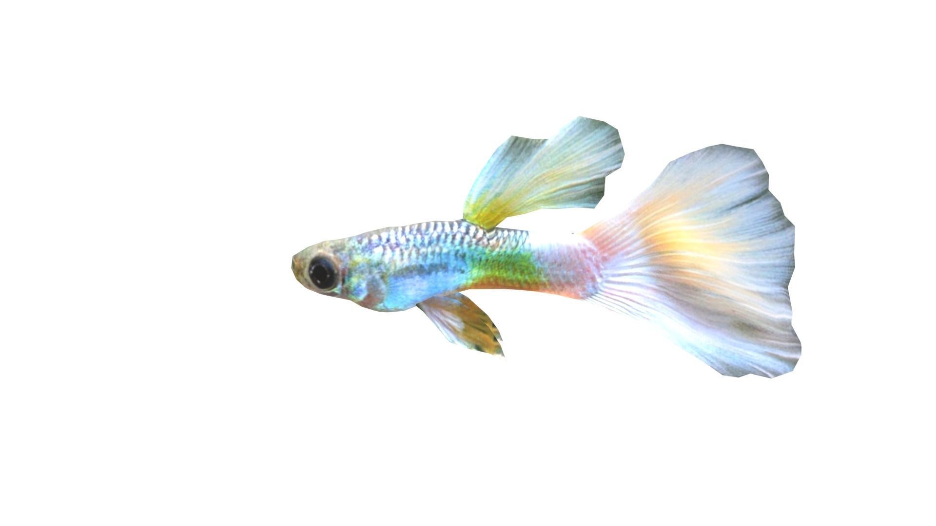 Low Poly Guppy Rigged With Realistic Texture 3D model rigged | CGTrader